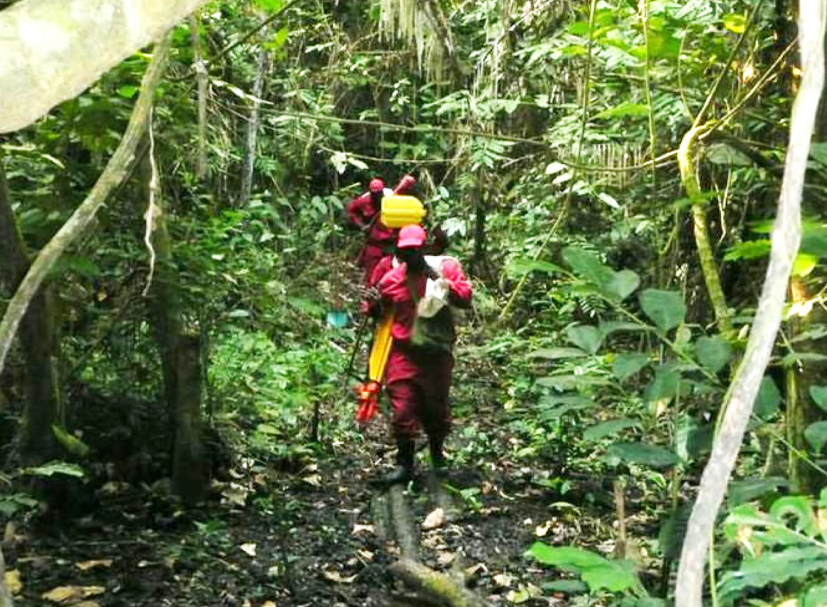 Jungle Data Acquistion | Seiwave geology serice